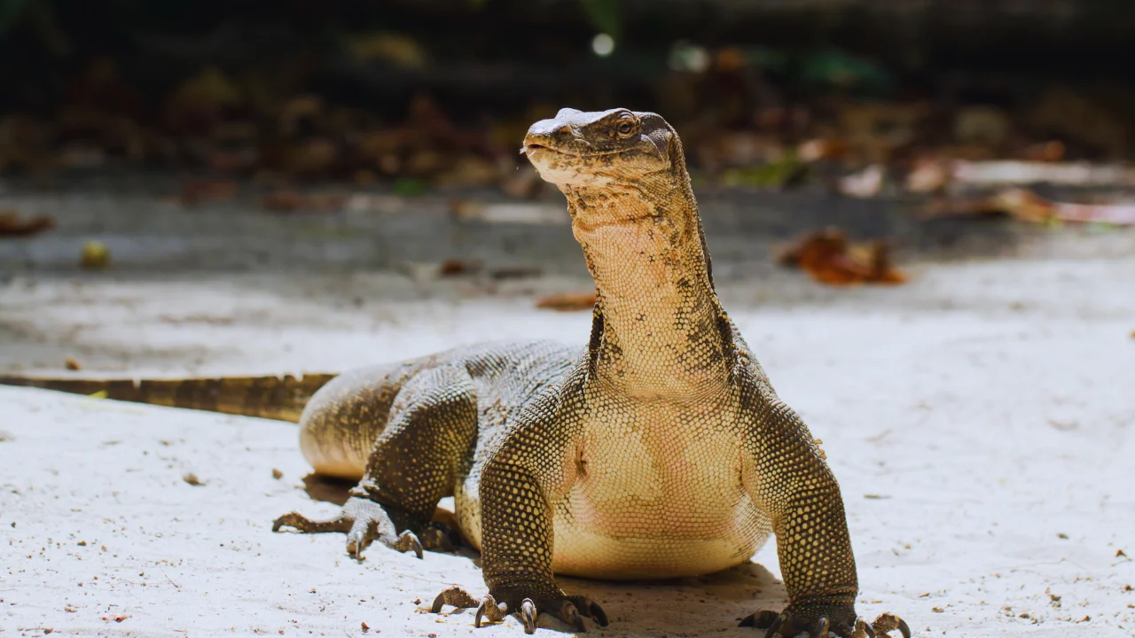 Reptile Types Explained & How They Differ